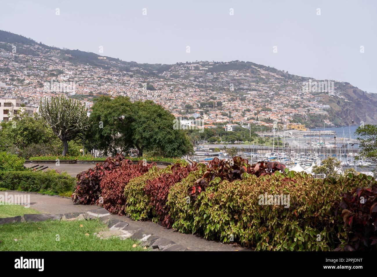 Funchal madeira flowers and mountain hi-res stock photography and ...