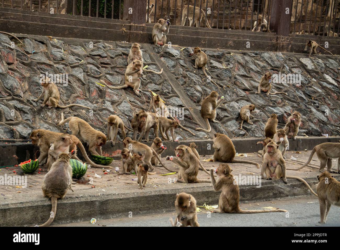THAILAND LOPBURI MONKEY Stock Photo - Alamy