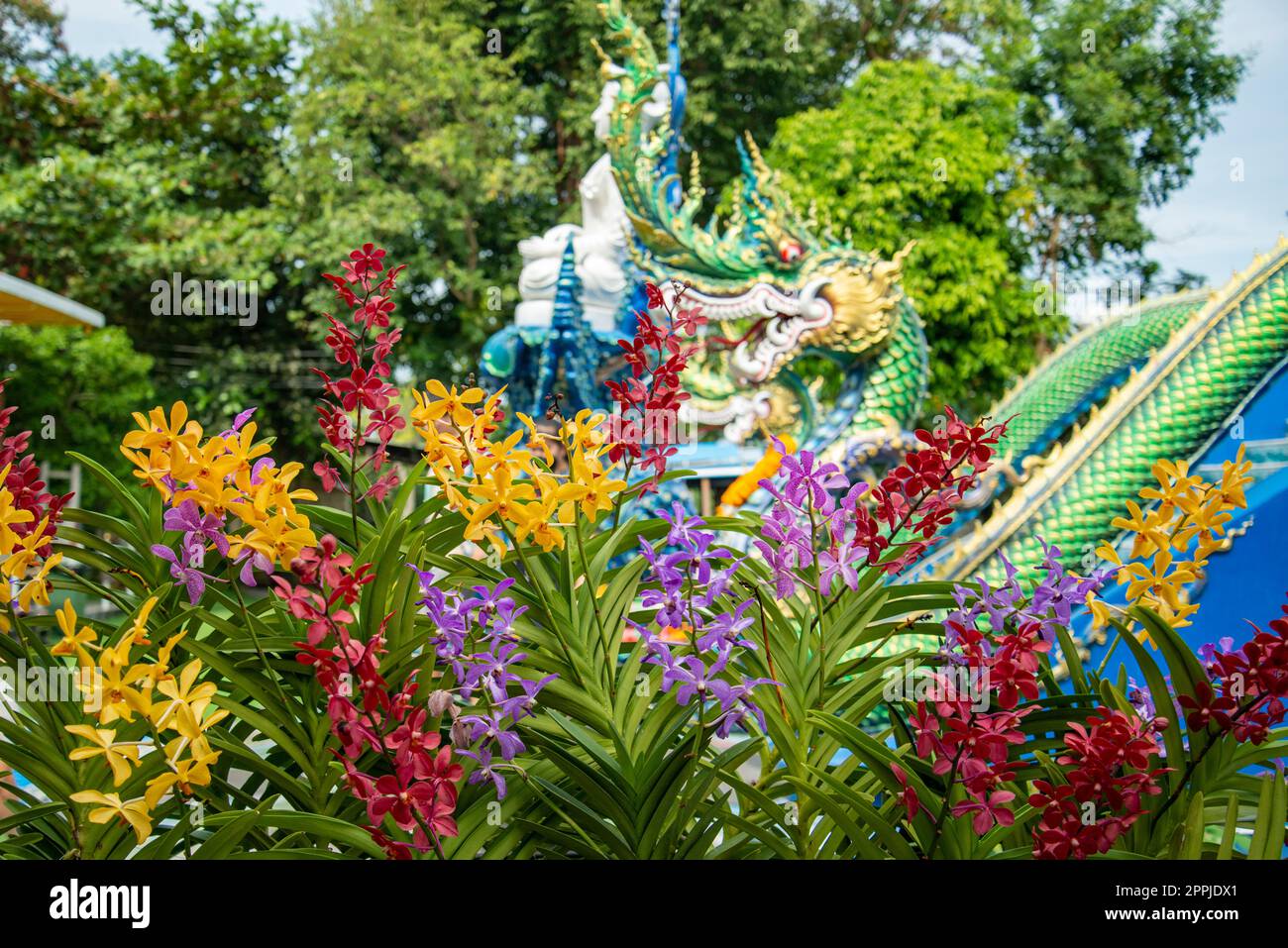 THAILAND SIRACHA WAT KHAO PHRA KHRU ORCHID Stock Photo - Alamy