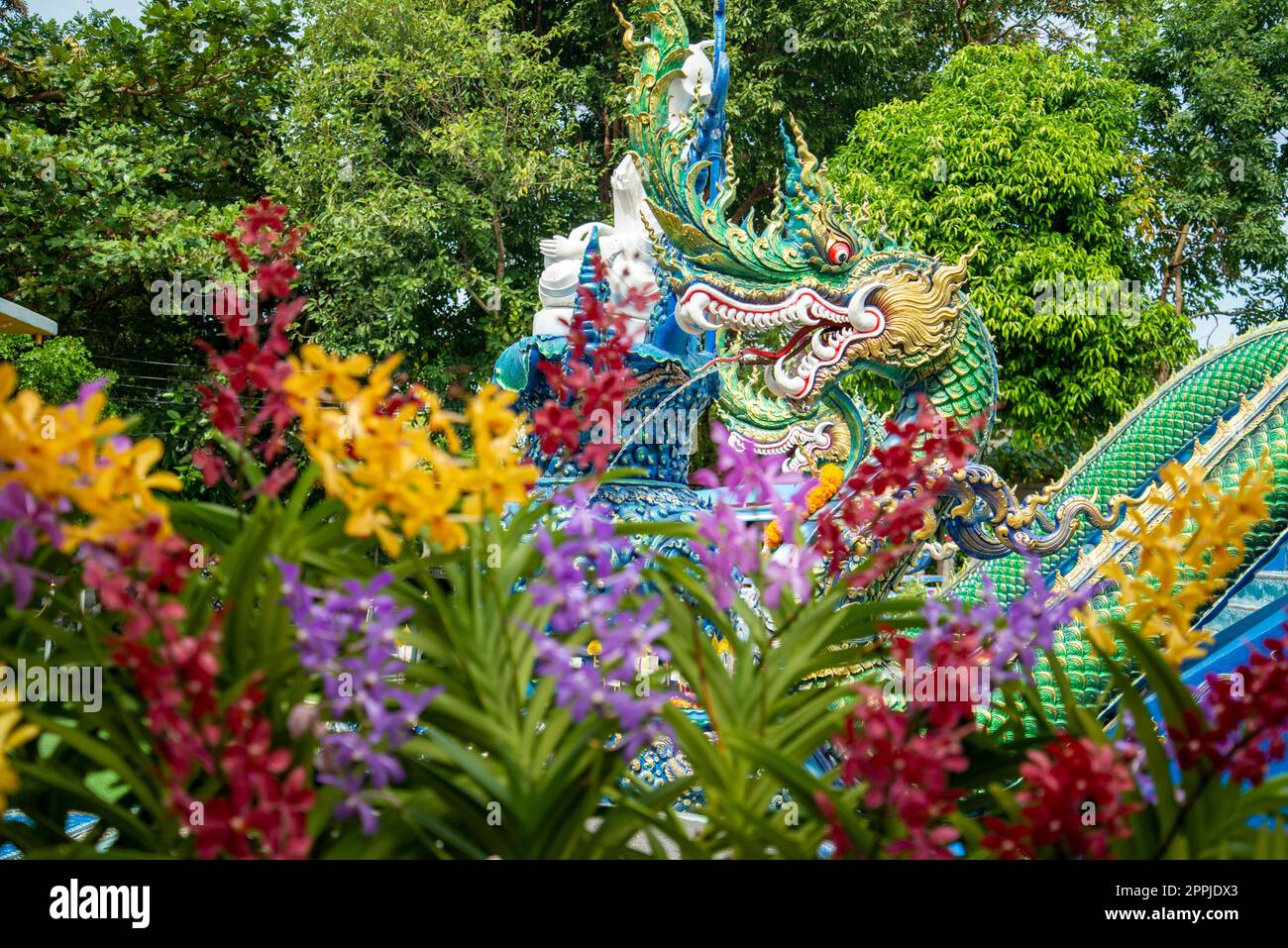THAILAND SIRACHA WAT KHAO PHRA KHRU ORCHID Stock Photo - Alamy