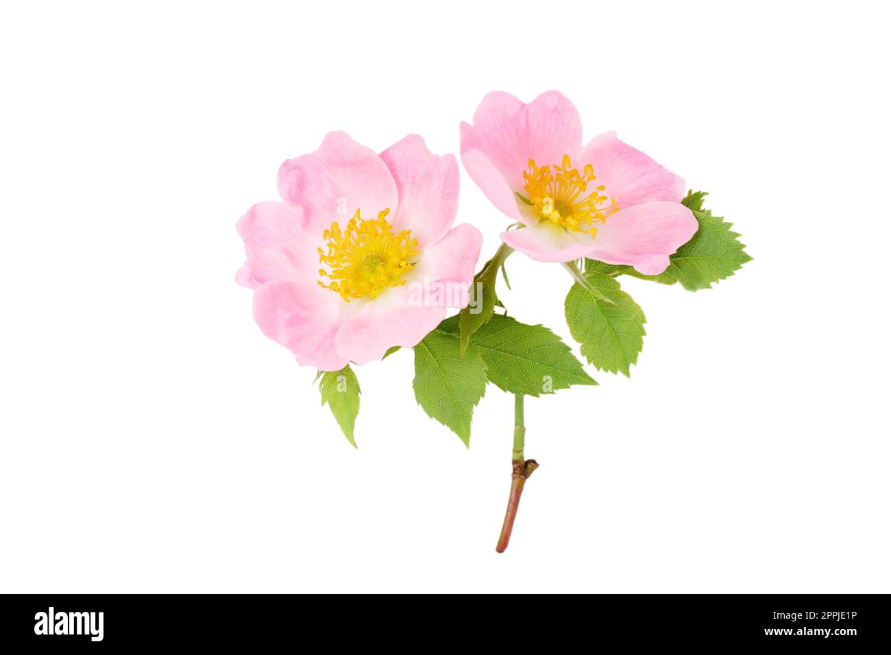 Rosehip flower with leaf on white background Stock Photo - Alamy