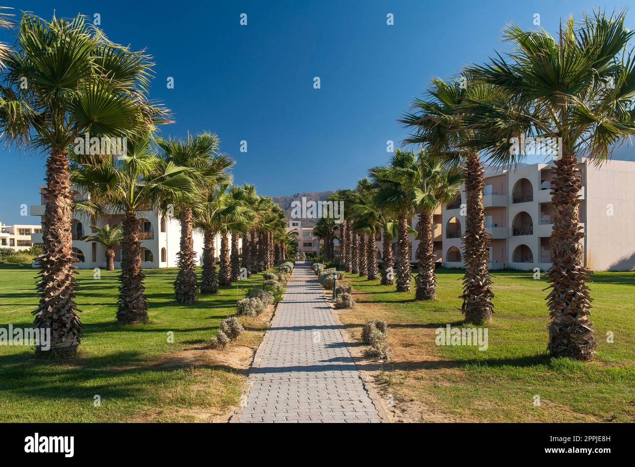 Narrow path lined with palm trees in a hotel complex in Crete in sunny ...