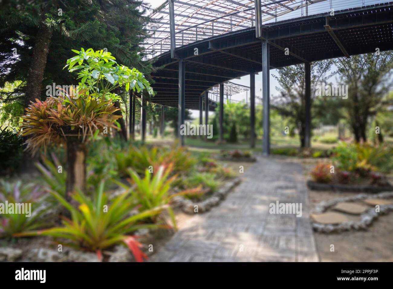 Botanical garden green branches of plant pot Stock Photo - Alamy
