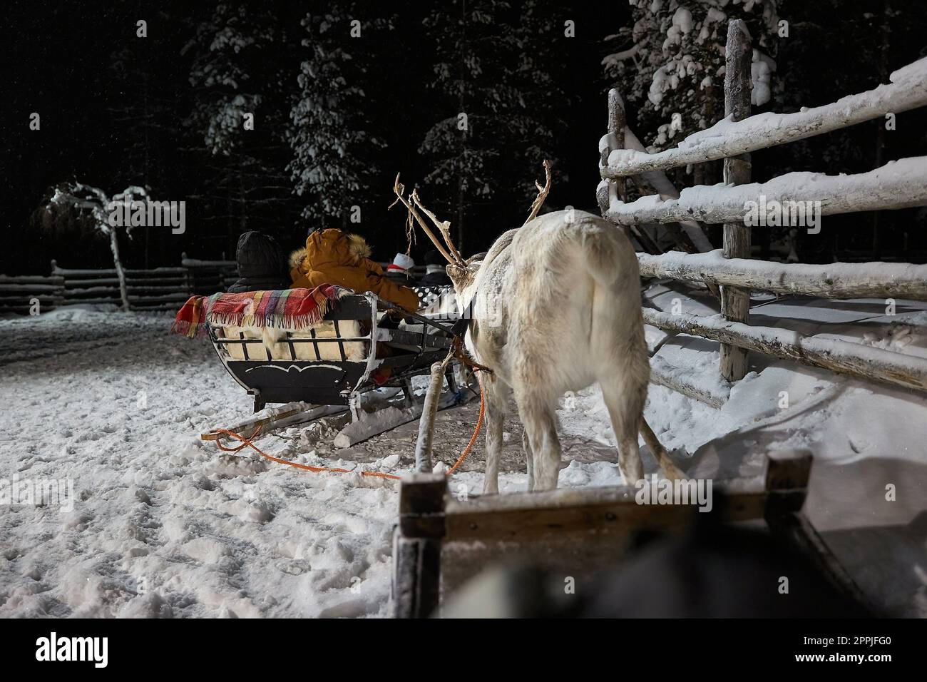 Reindeer sled ride in winter arctic forest Stock Photo - Alamy