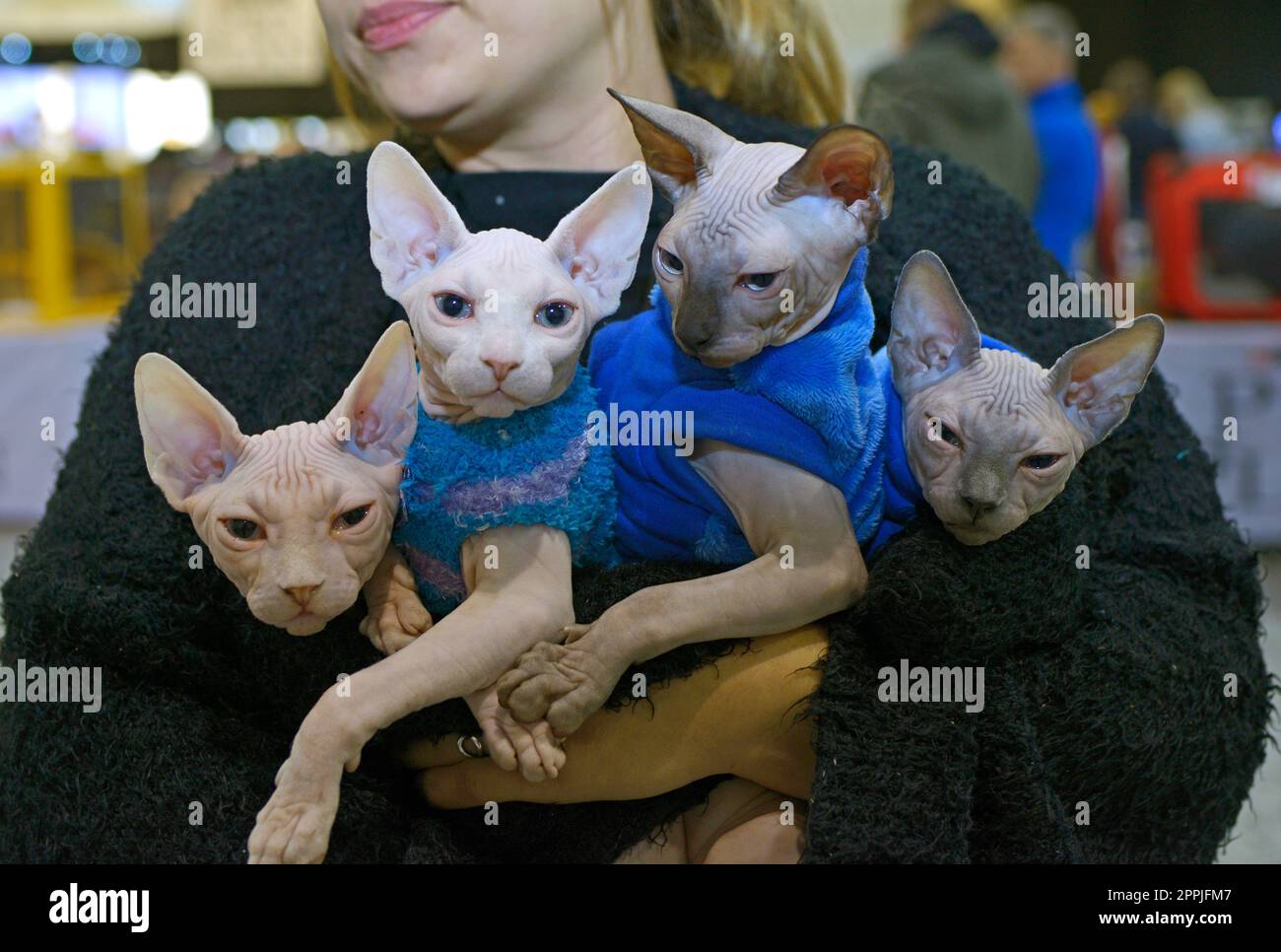 Owner hands keeping four cats of sphynx breed Stock Photo - Alamy