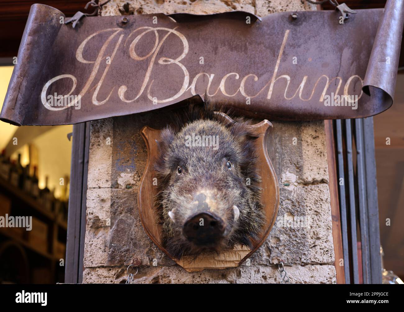 Wild boar head on a in front of a shop in Massa Marittima, Italy, with ...