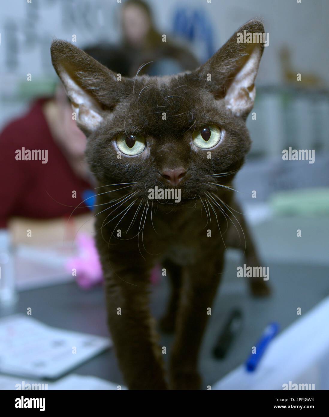 Cat of Devon Rex breed standing on a judge table during cat show Stock ...