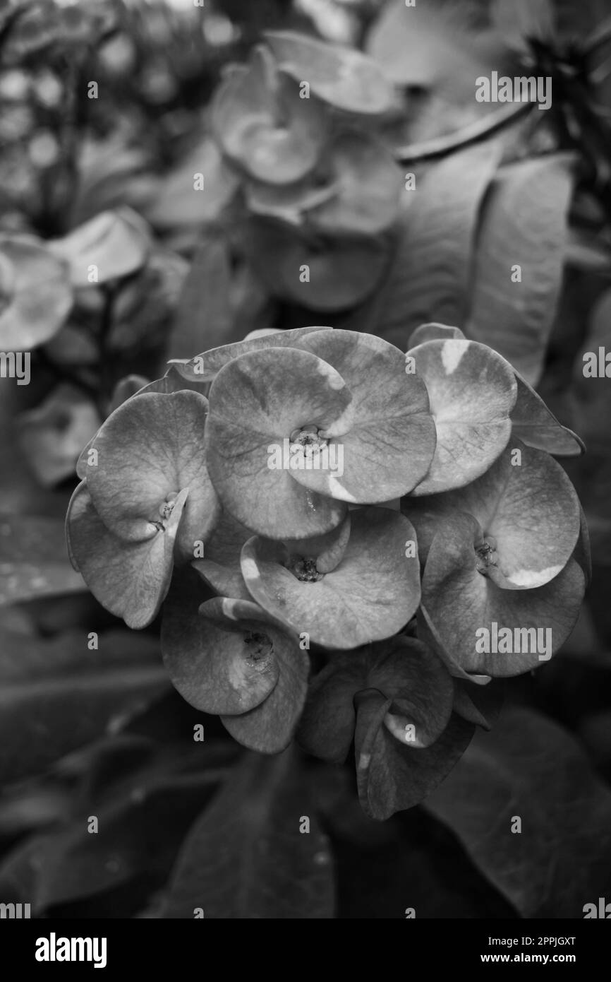 Delightful bush Black and White Stock Photos & Images - Alamy