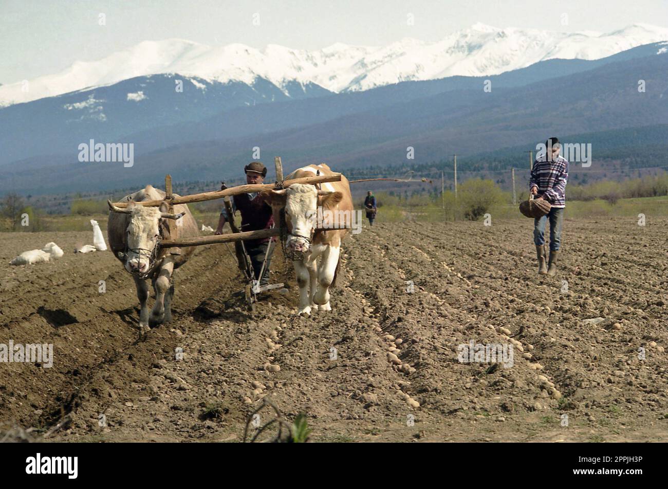 Farmers cattle drawn plow hi-res stock photography and images - Alamy