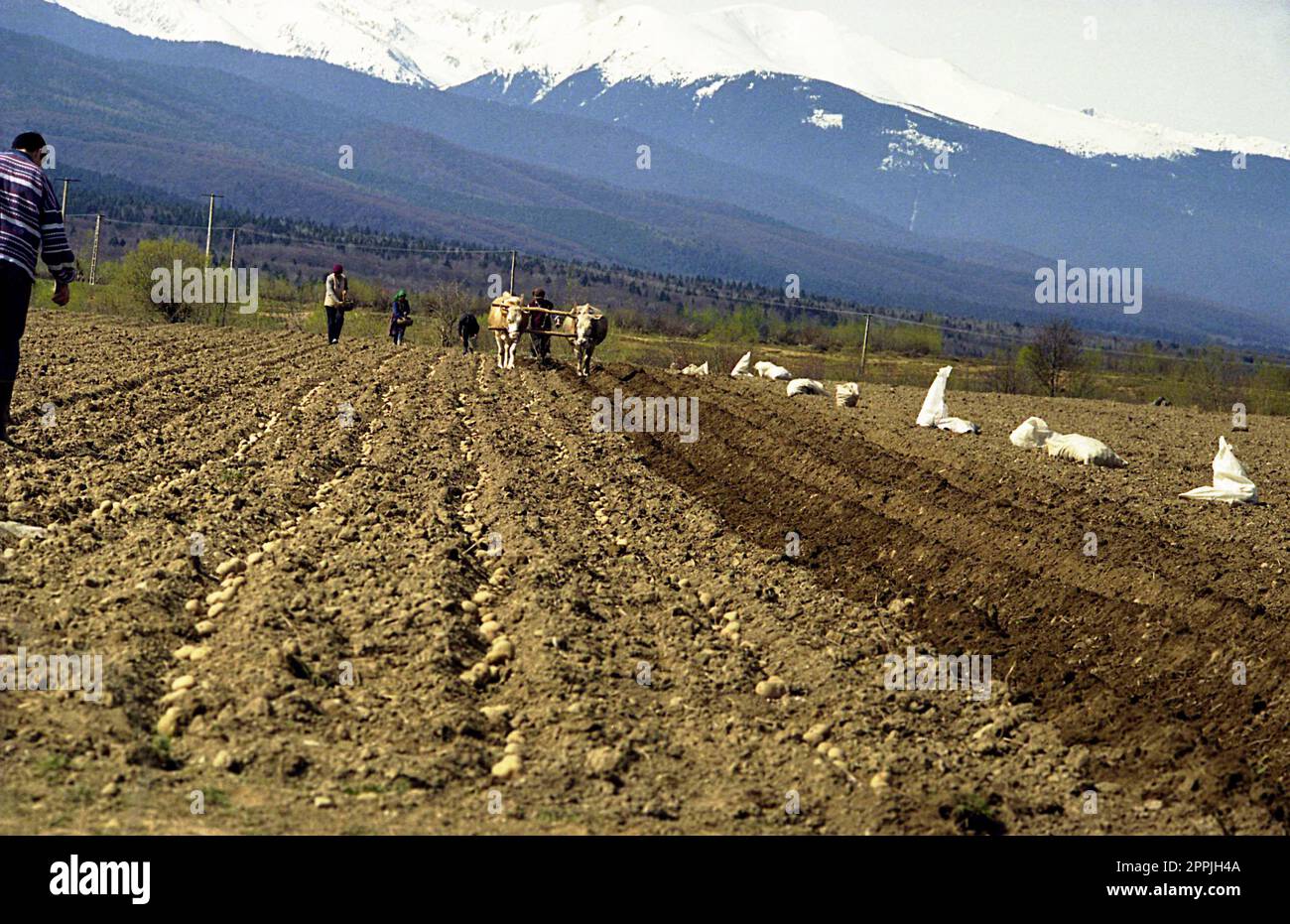 Sibiu County, Romania, approx. 1999. Farmers plowing their field with ...