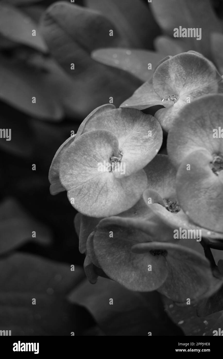 Beautiful crown of thorns flowers growing on the bush in full bloom in ...