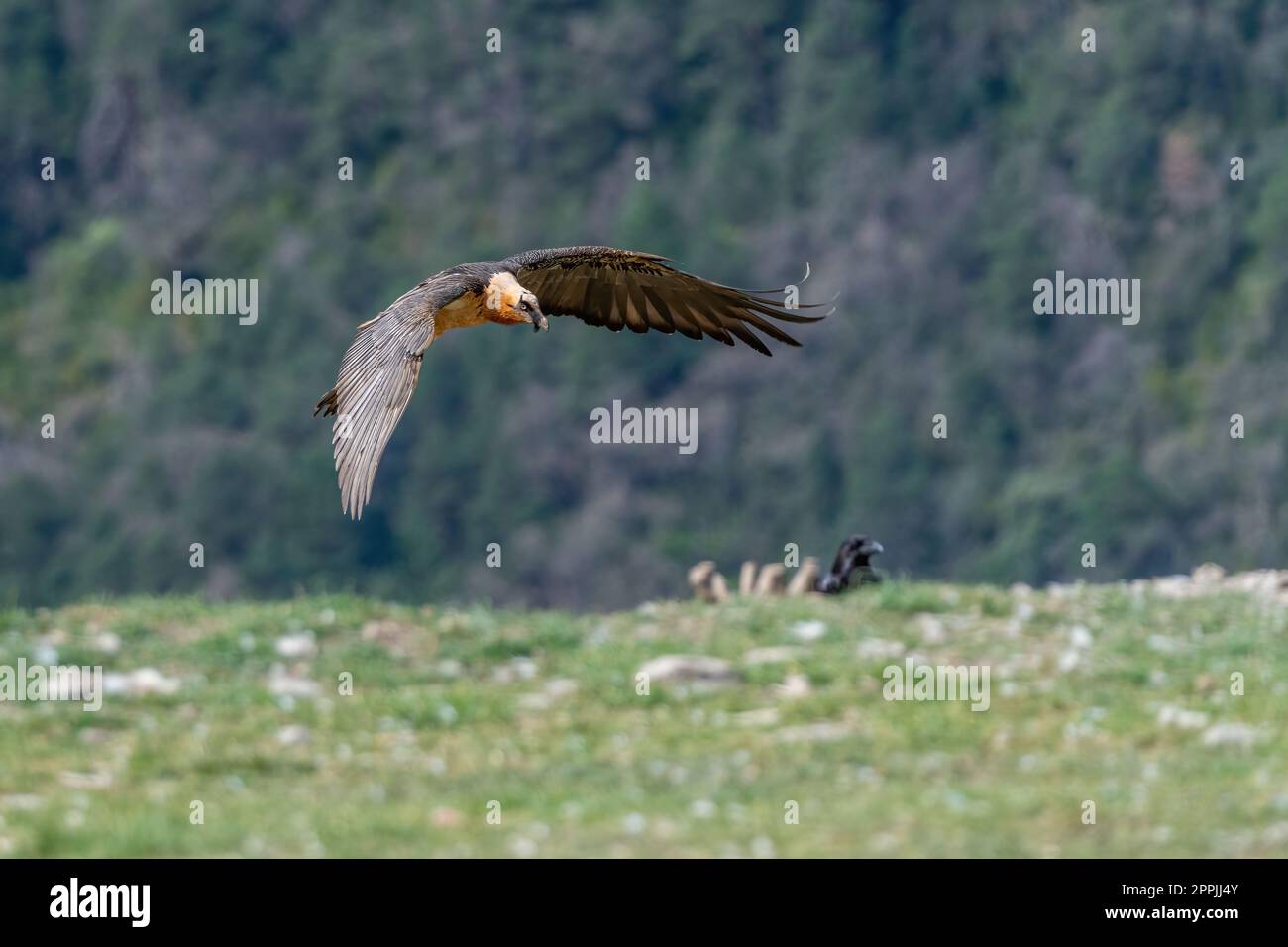 Flying corvid hi-res stock photography and images - Alamy
