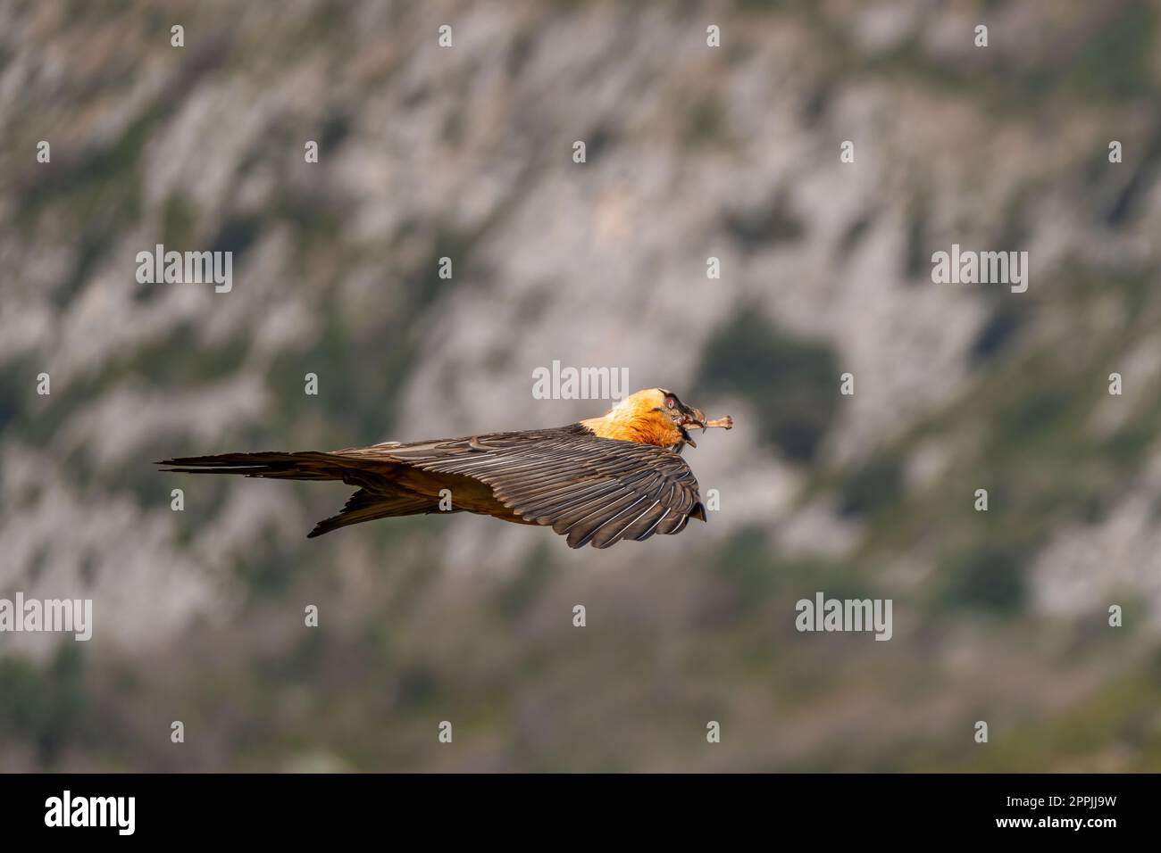 Adult Bearded Vulture flying with a bone in its beak Stock Photo - Alamy