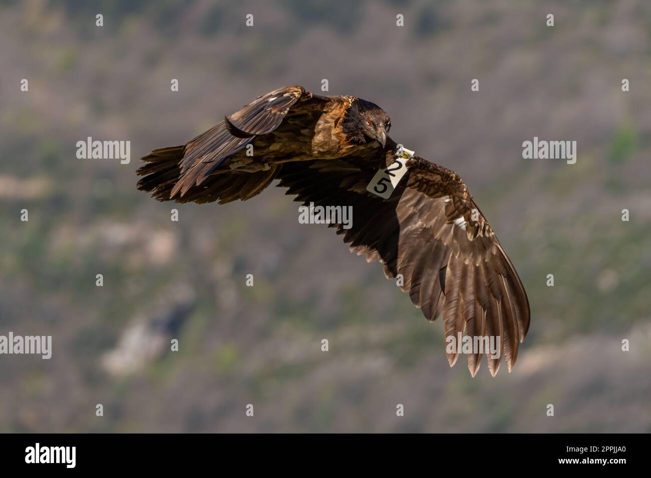 Flying head hi-res stock photography and images - Alamy