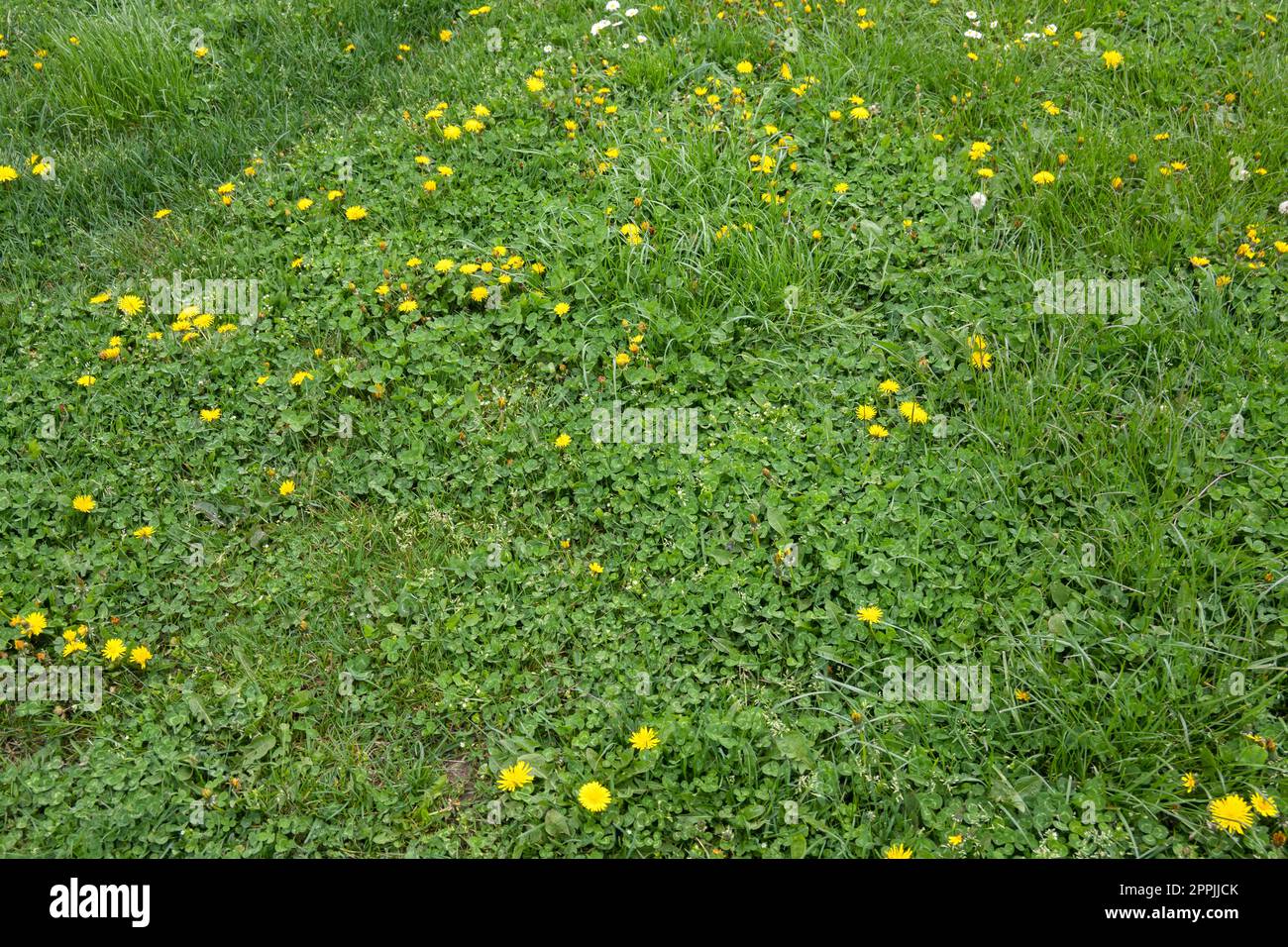Amazing Spring flowers at South Park in city of Sofia, Bulgaria Stock ...