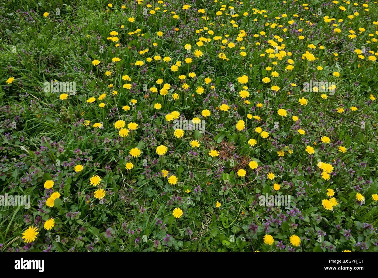 Amazing Spring flowers at South Park in city of Sofia, Bulgaria Stock ...