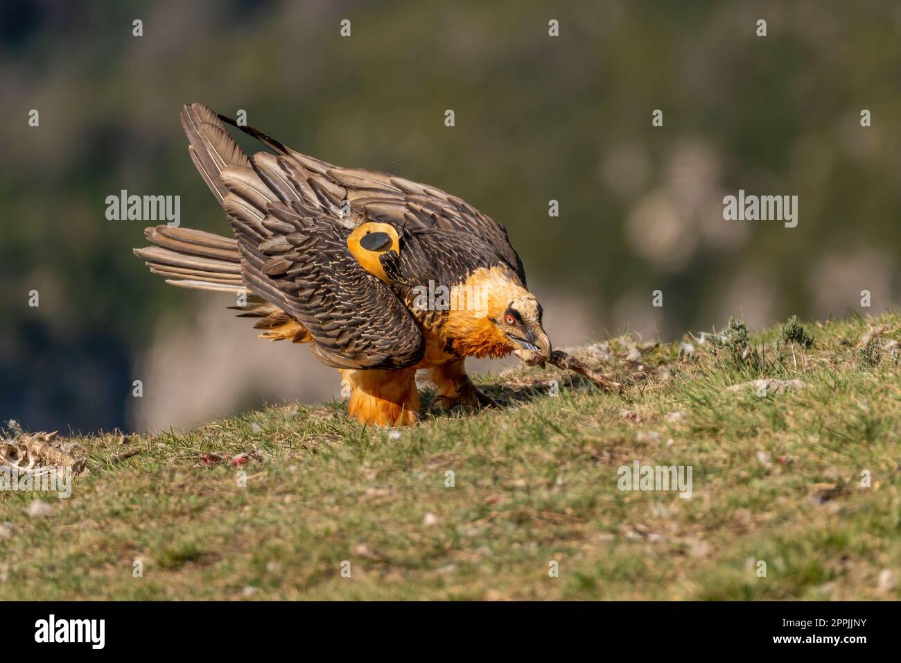 Adult Bearded Vulture picking up a bone from the ground Stock Photo - Alamy