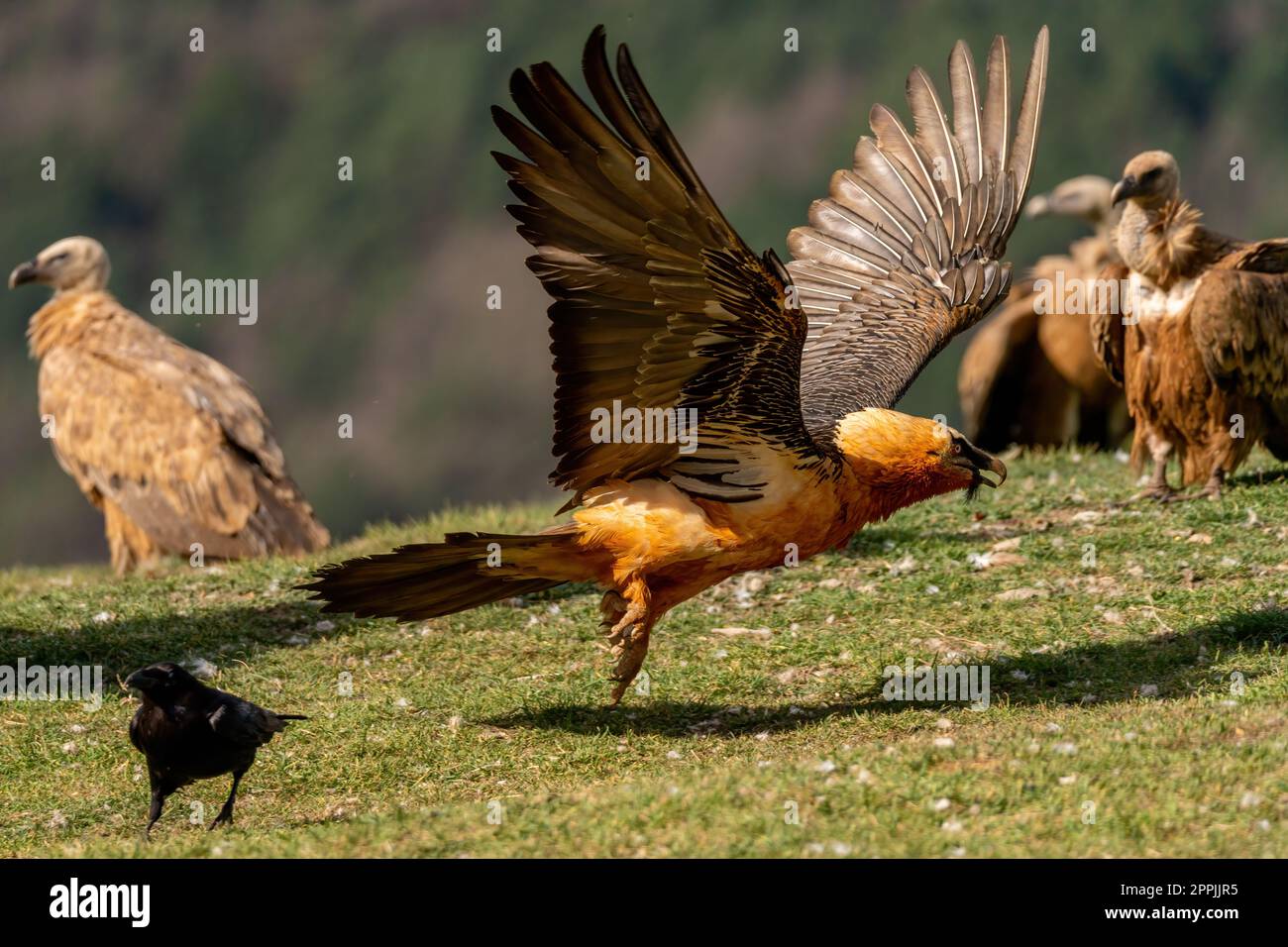 Adult Bearded Vulture taking flight among griffon vultures Stock Photo ...