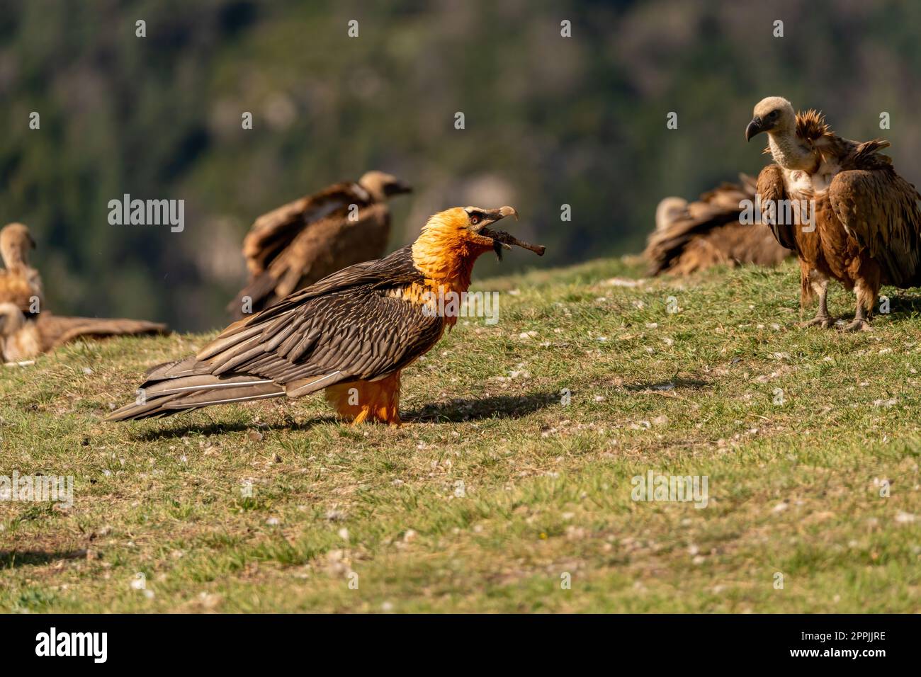 Adult Bearded Vulture eating a bone among griffon vultures Stock Photo ...