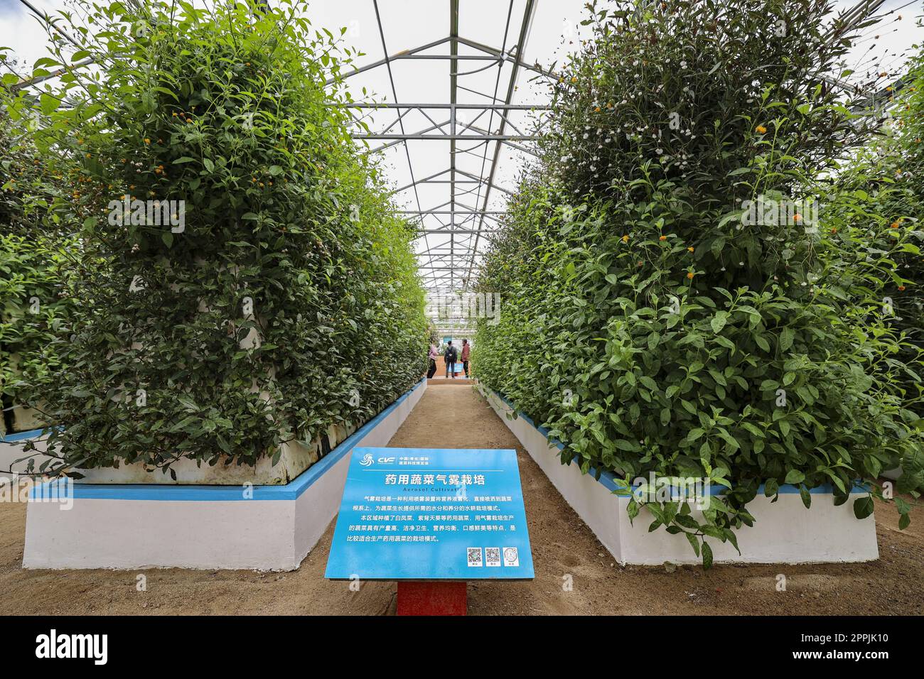 The ongoing 24th China (Shouguang) International Vegetable Sci-tech ...