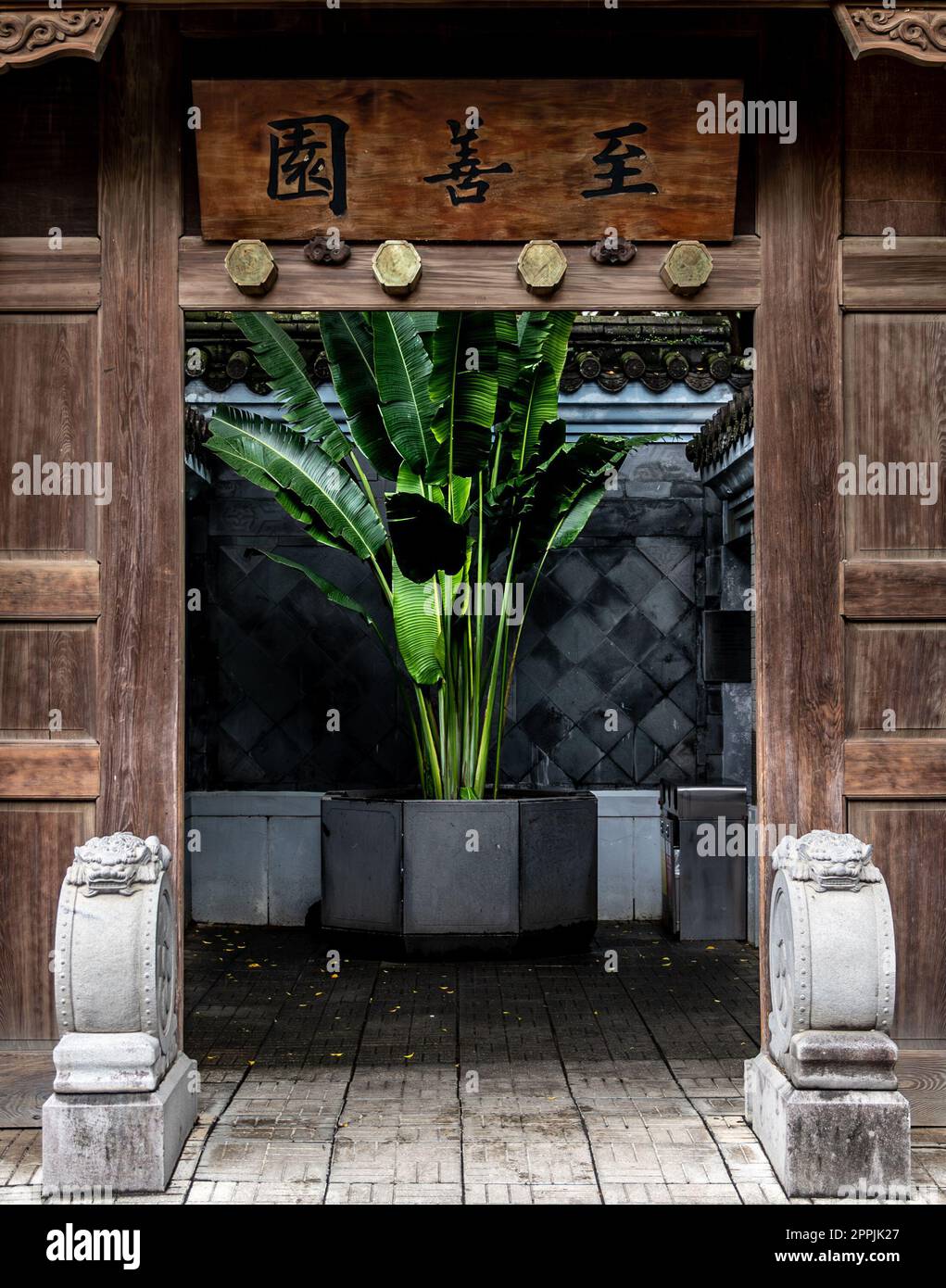 A Banana Tree in a Chinese Courtyard at The National Palace Museum in ...