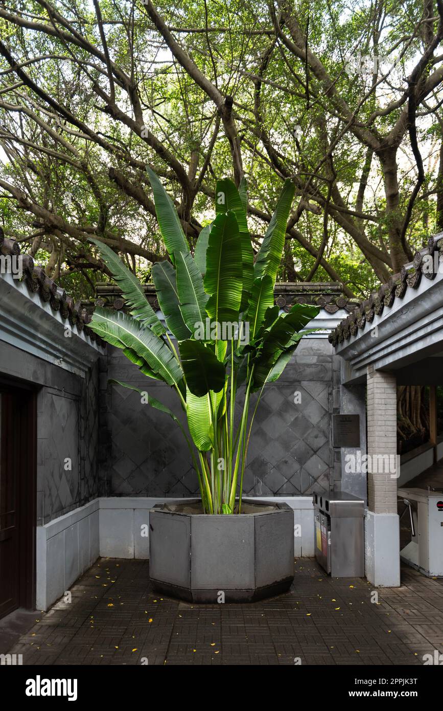 A lush banana tree standing in the sun in a traditional Chinese ...