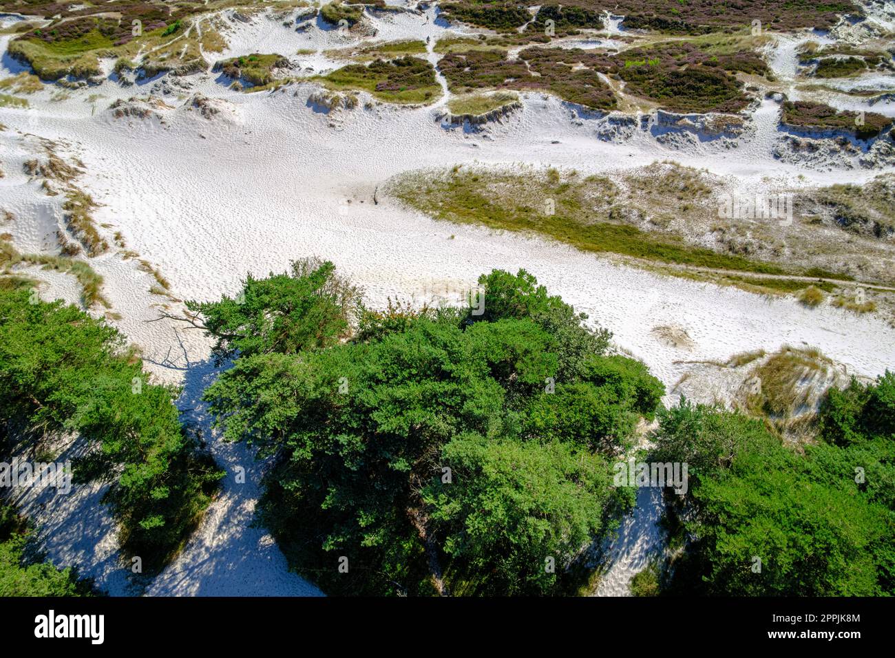 Dunescape of Dueodde Strand, the sandy beach on the southeastern tip of ...