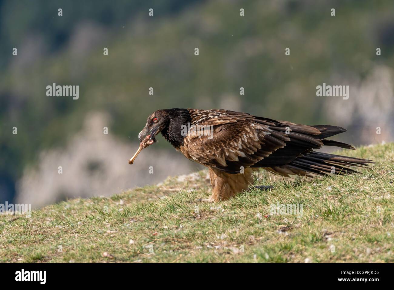 Young Bearded Vulture eating a bone on the ground Stock Photo - Alamy