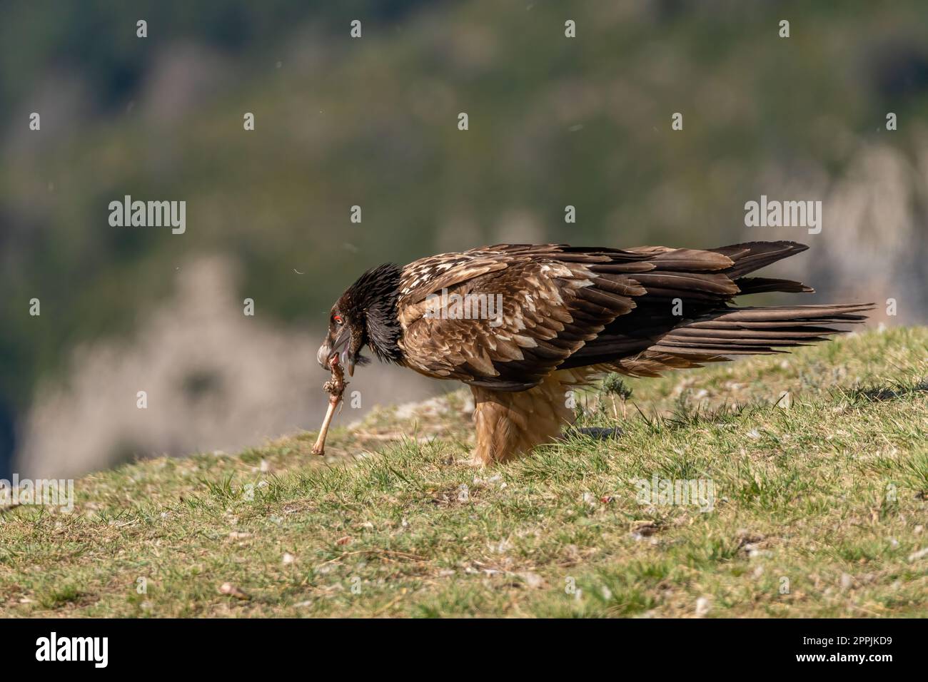Eating a bone hi-res stock photography and images - Alamy