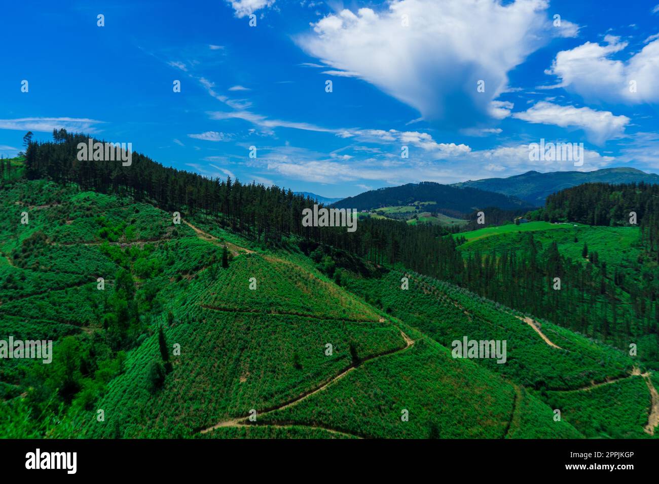 Mountains covered with forest and green grass. Mountain landscape ...