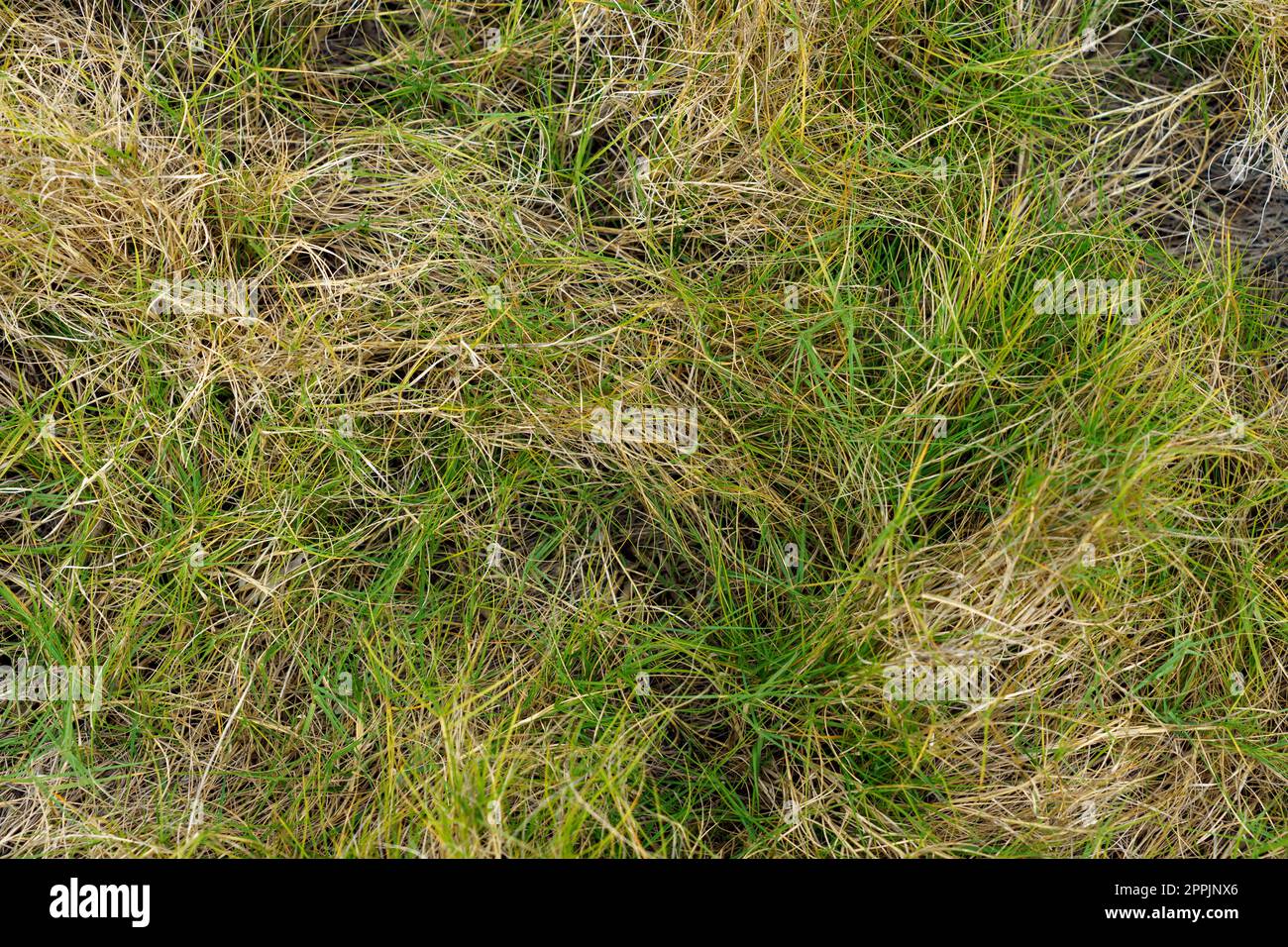 Overhead close-up view of long green grass growing adjacent to the ...
