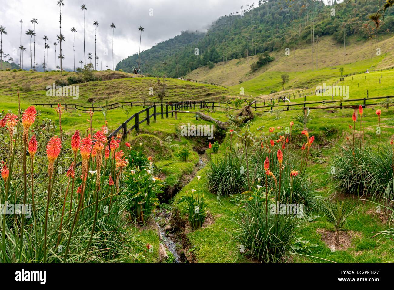 Cocora palm valley in Colombia in South America Stock Photo - Alamy