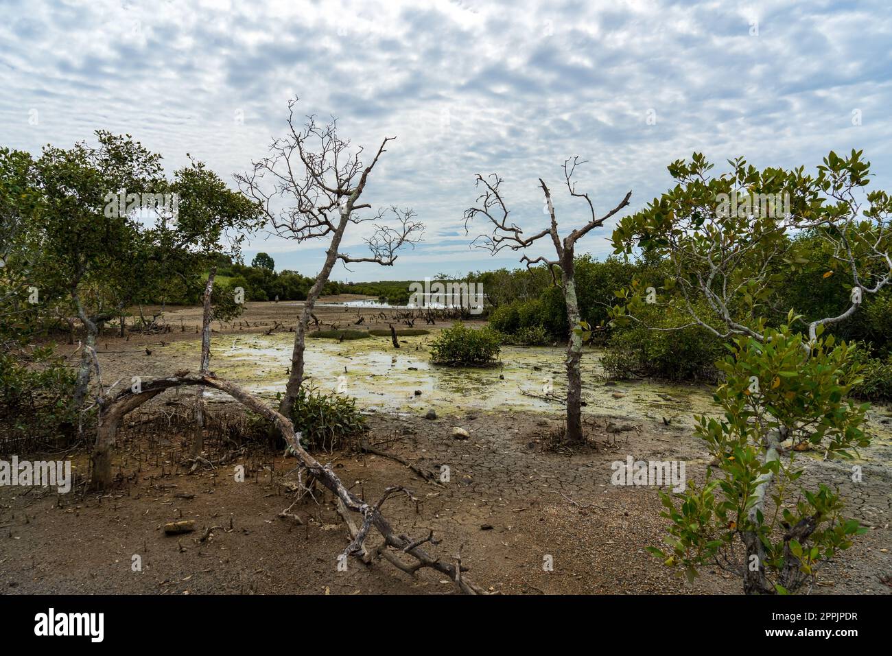 Desolate landscape featuring dried mud, stagnant water and dead trees ...