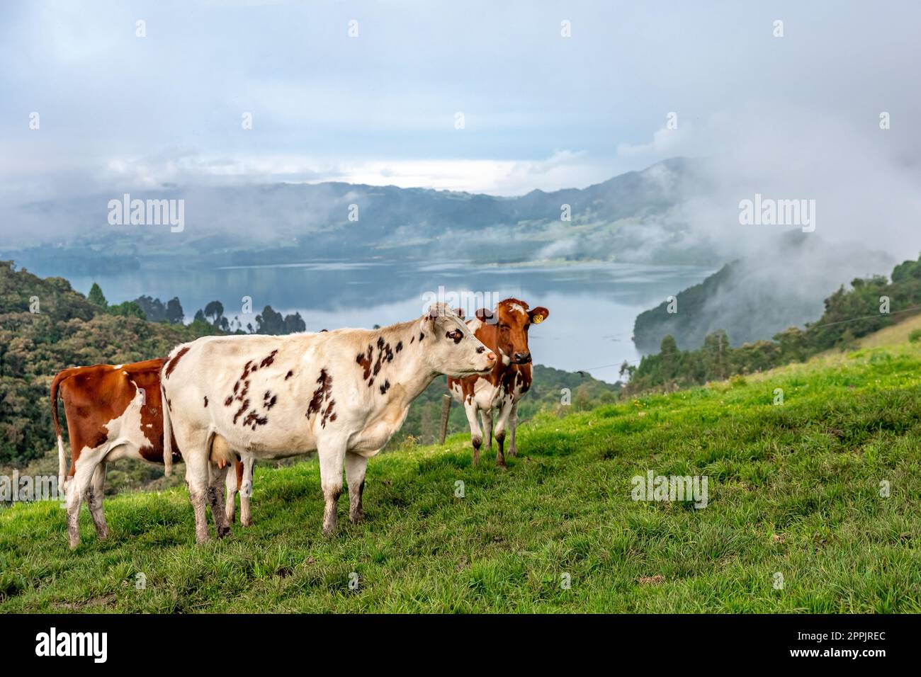Beautiful rural landscape cows hi-res stock photography and images - Alamy
