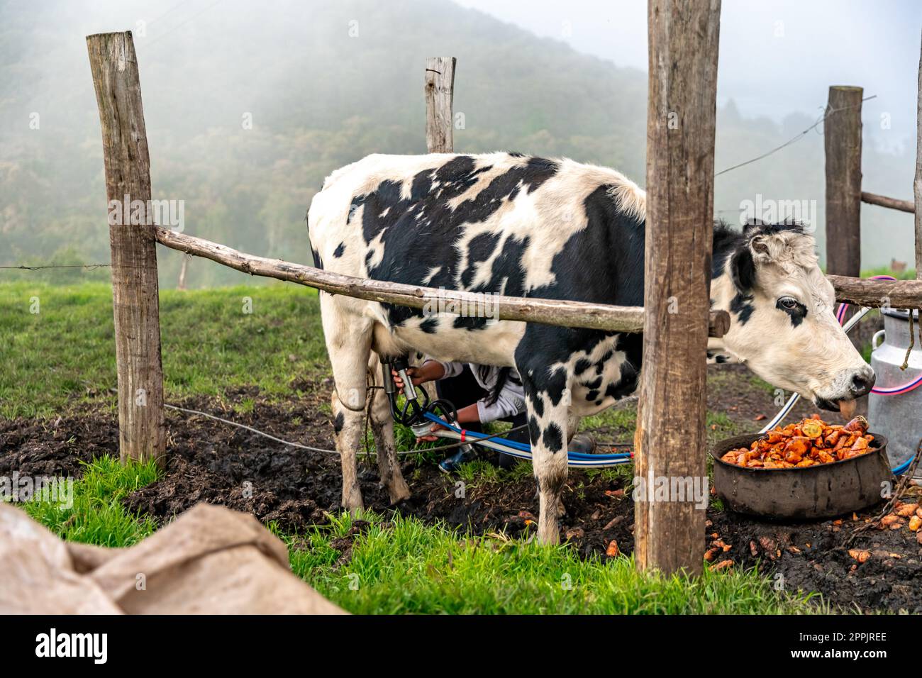 Milking cows help technology hi-res stock photography and images - Alamy