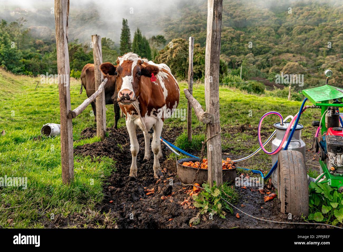 Milking cows help technology hi-res stock photography and images - Alamy