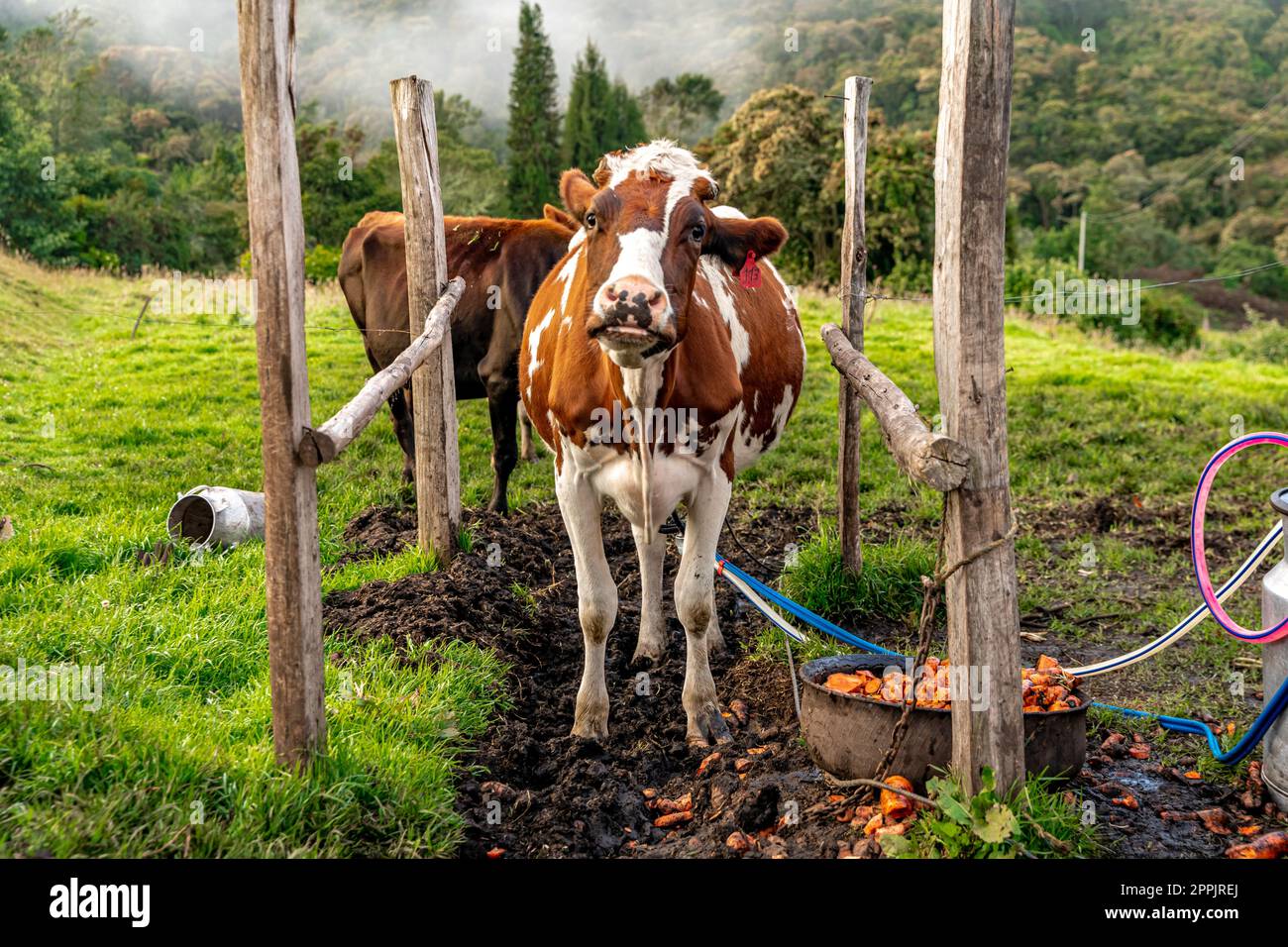 Milking cows help technology hi-res stock photography and images - Alamy