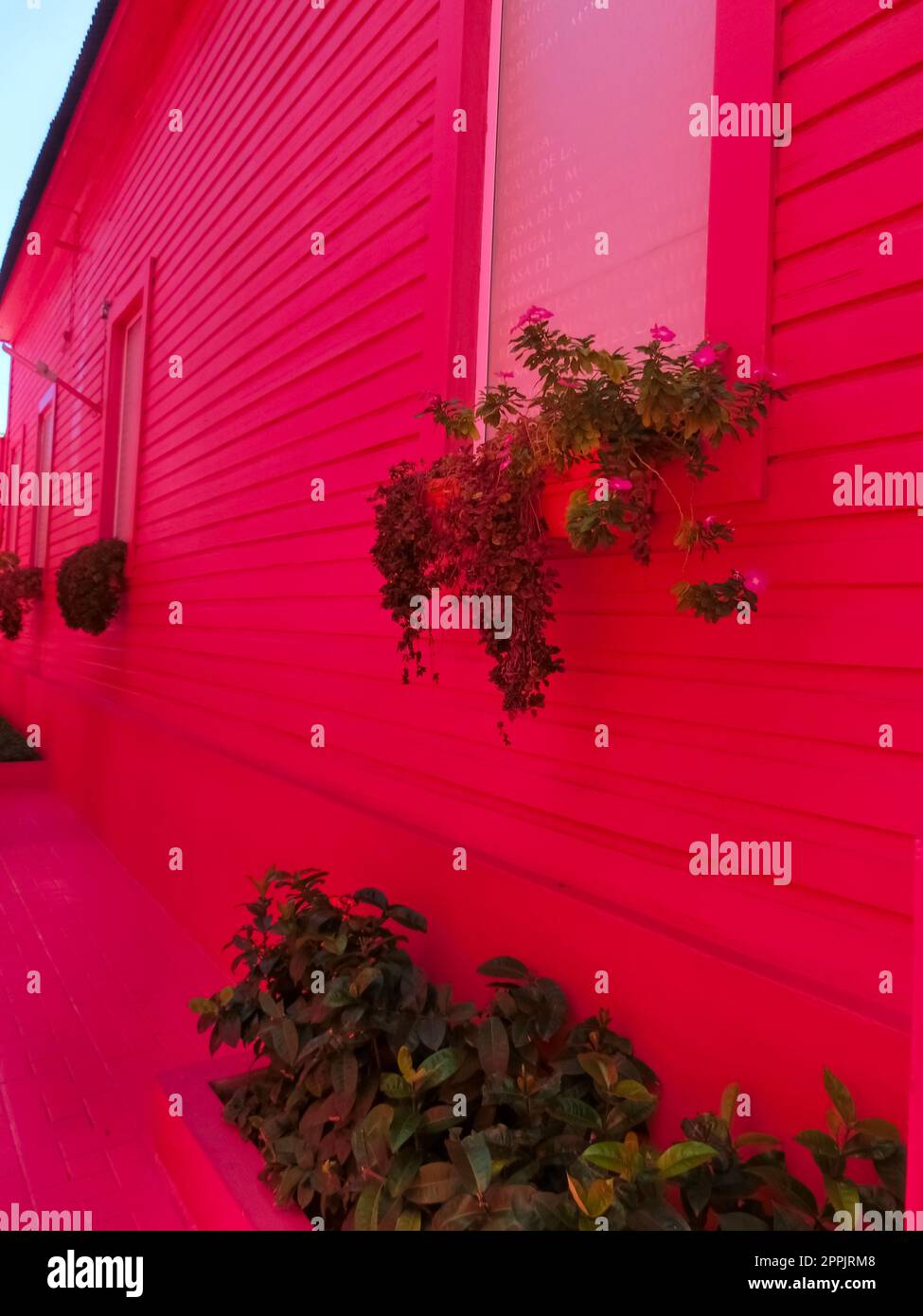 Pink street with green plants, windows, street lams, decorative ...
