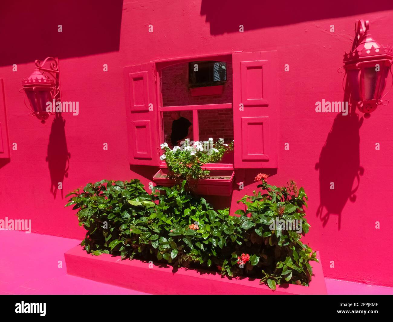 Pink street with green plants, windows, street lams, decorative ...