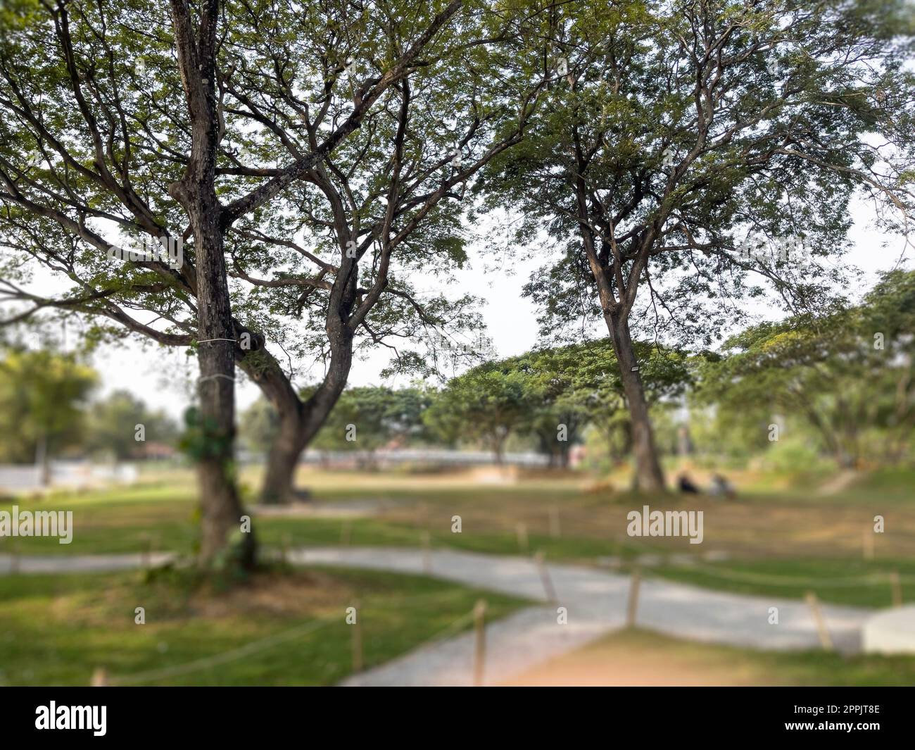 Sunshine summer yard field outdoor Stock Photo - Alamy