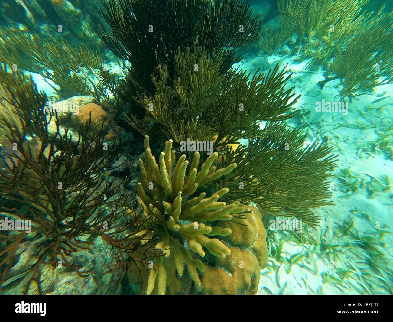 Beautifiul underwater colorful coral reef at Caribbean Sea at Honeymoon ...