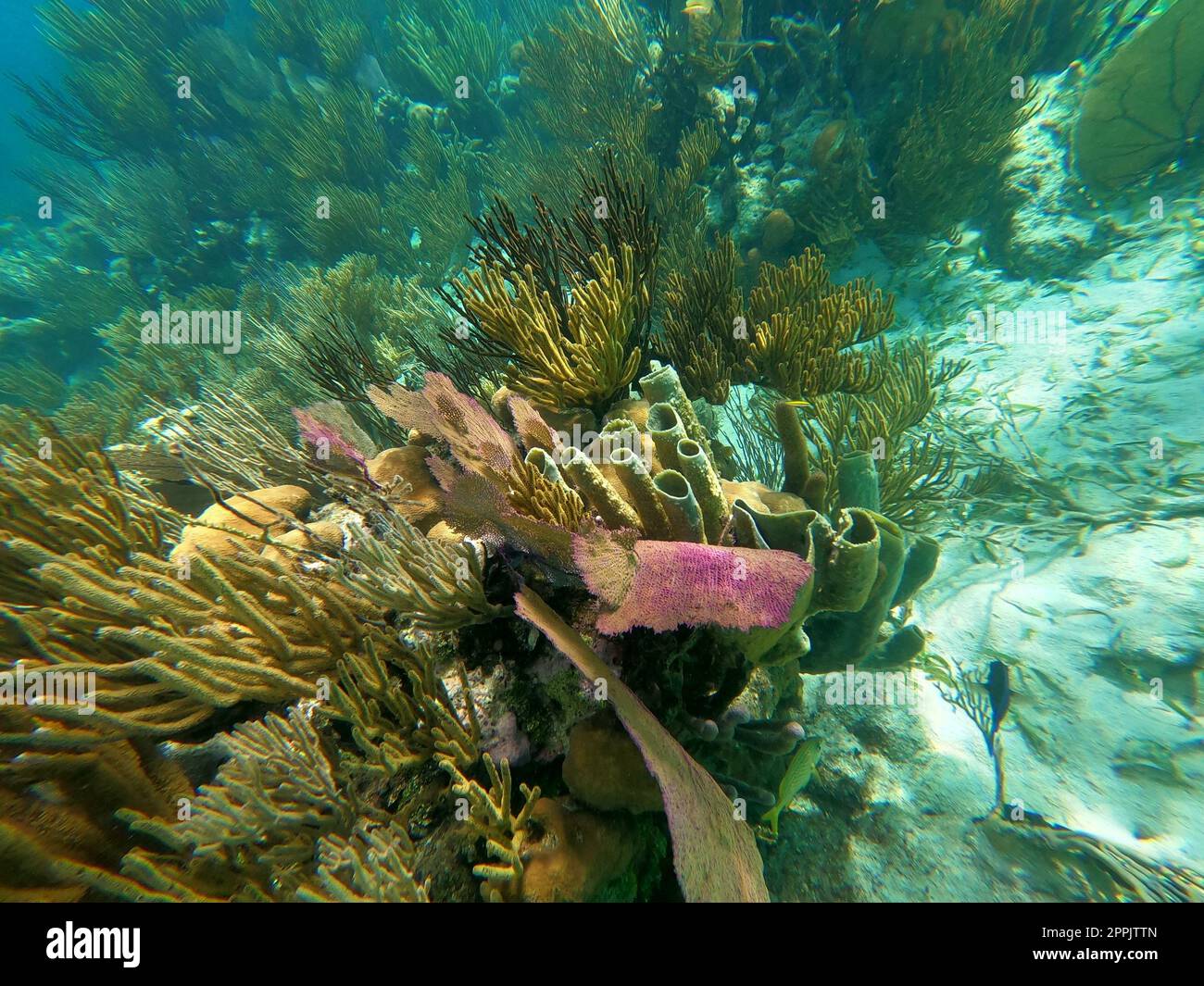 Coral reefs red sea snorkeling hi-res stock photography and images - Alamy