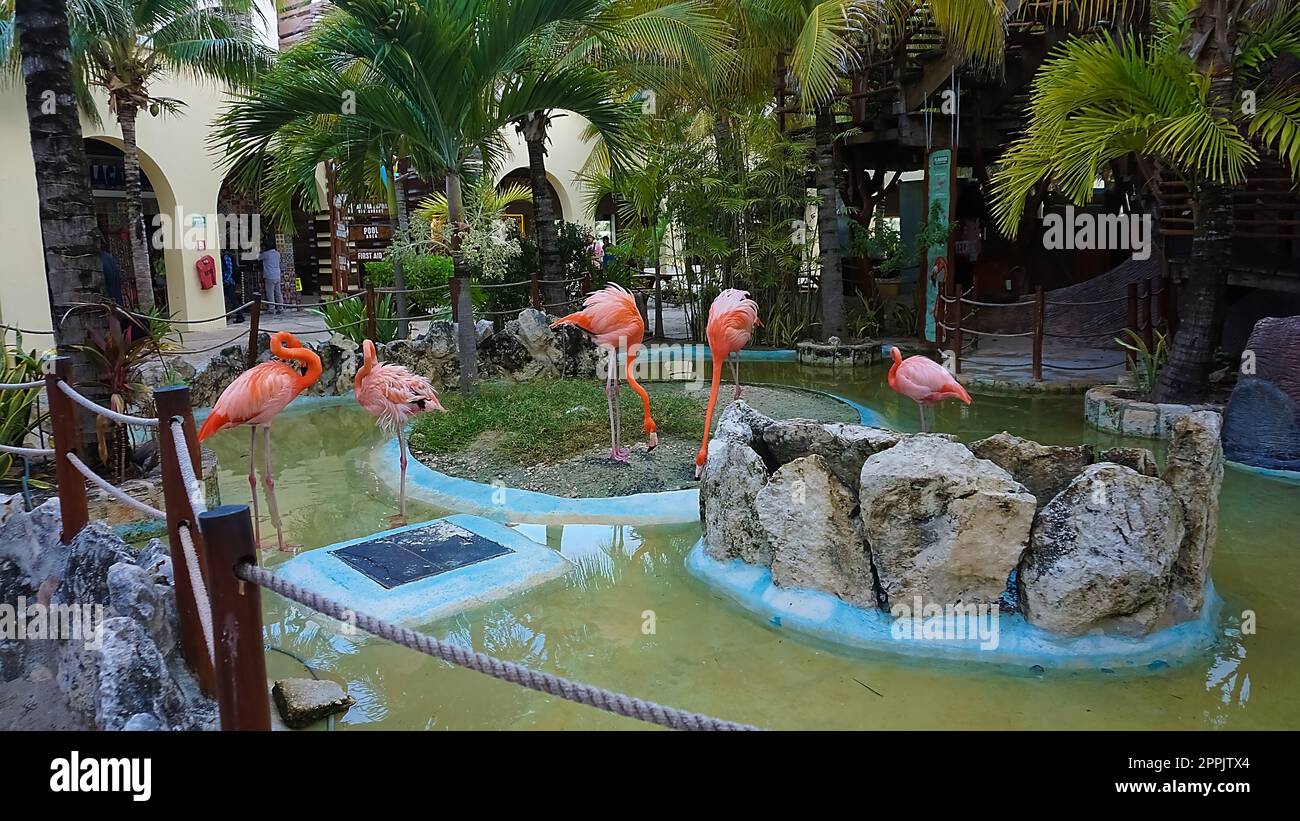 Pink flamingo birds in Costa Maya, Mexico Stock Photo - Alamy
