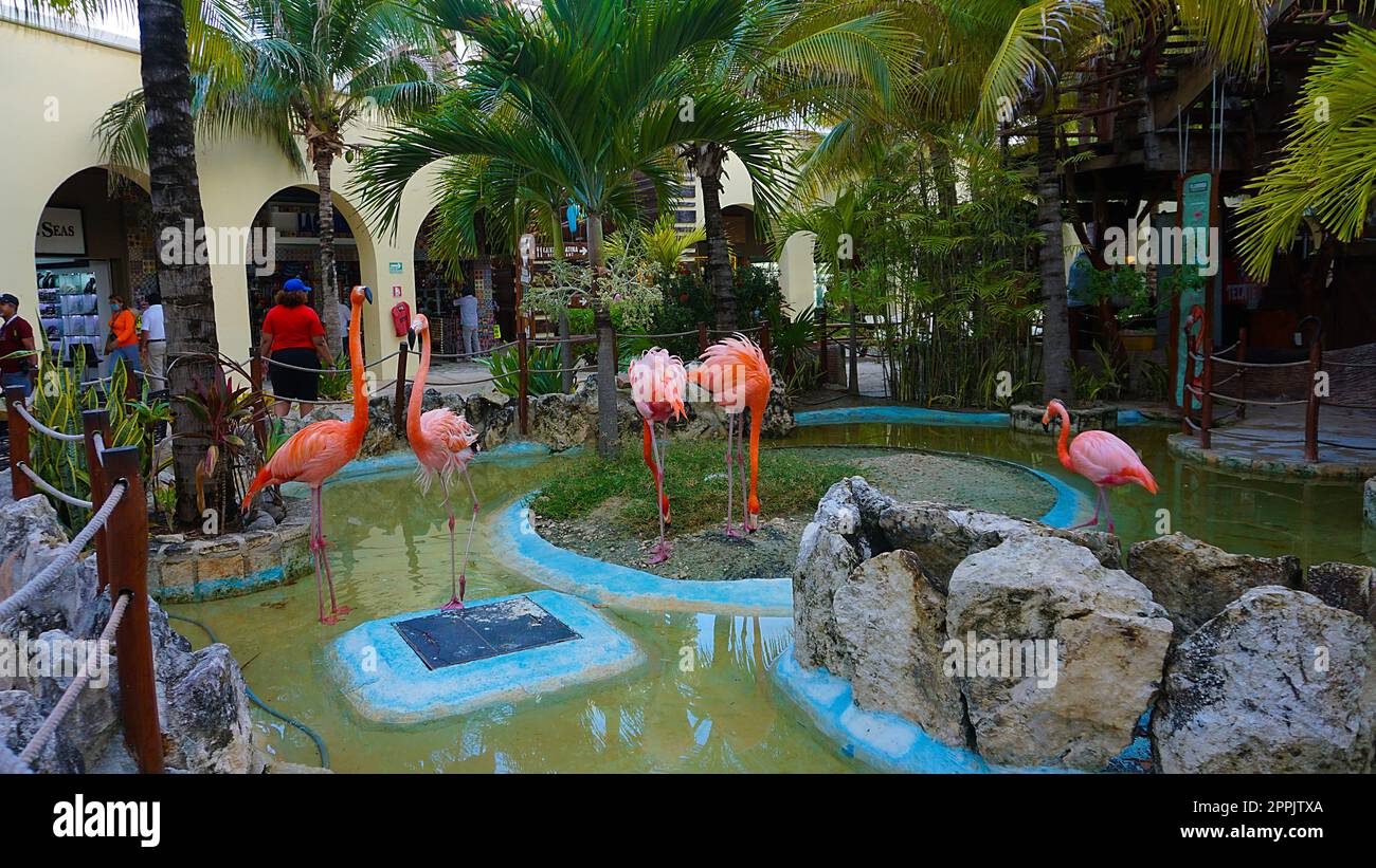 Pink flamingo birds in Costa Maya, Mexico Stock Photo - Alamy