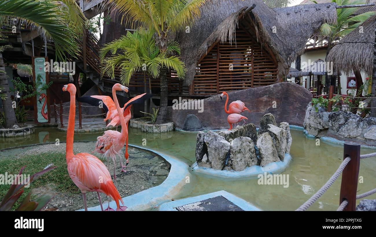 Pink flamingo birds in Costa Maya, Mexico Stock Photo - Alamy