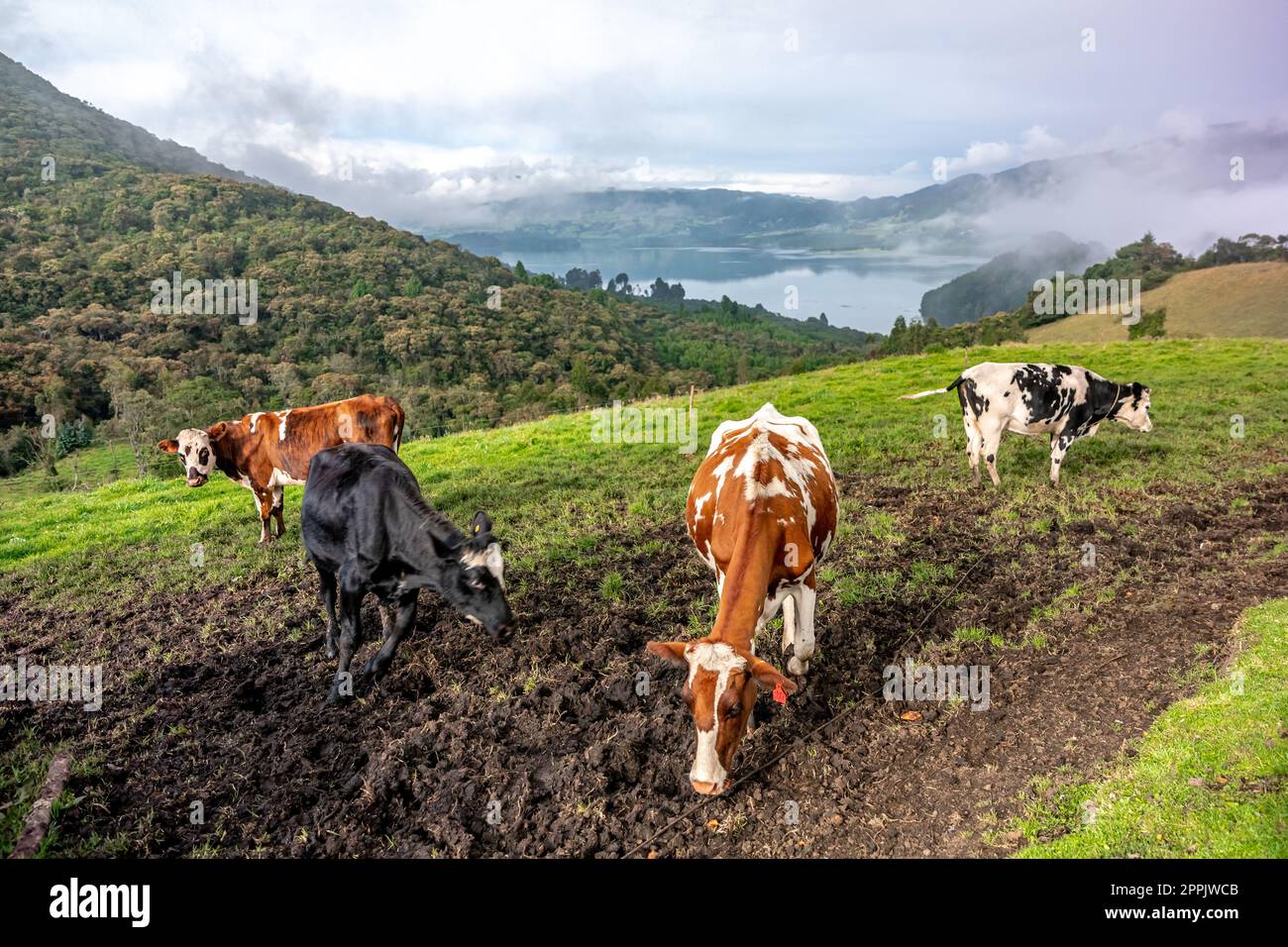 Beautiful cows hi-res stock photography and images - Alamy