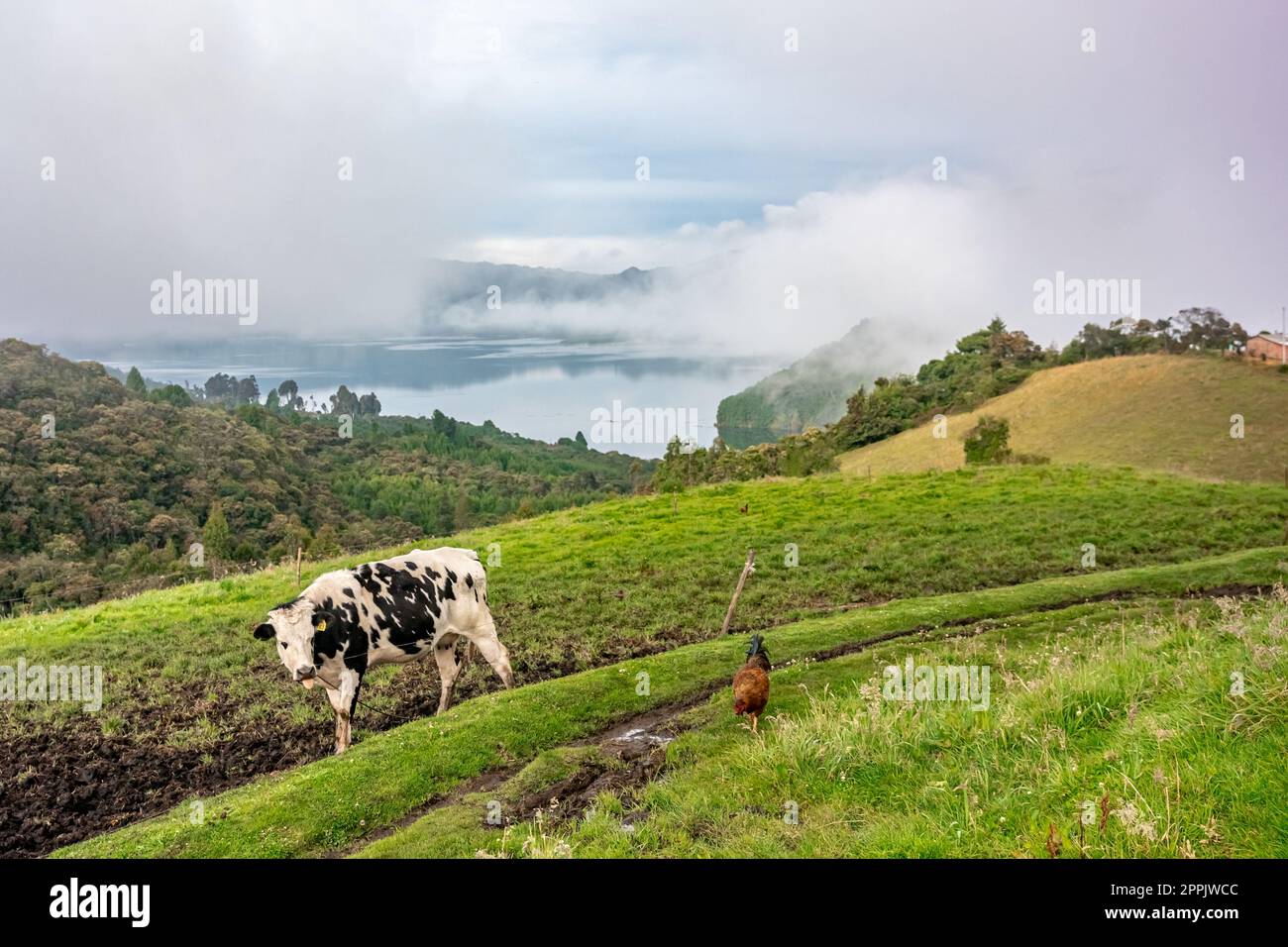 Beautiful view cows grazing hi-res stock photography and images - Alamy