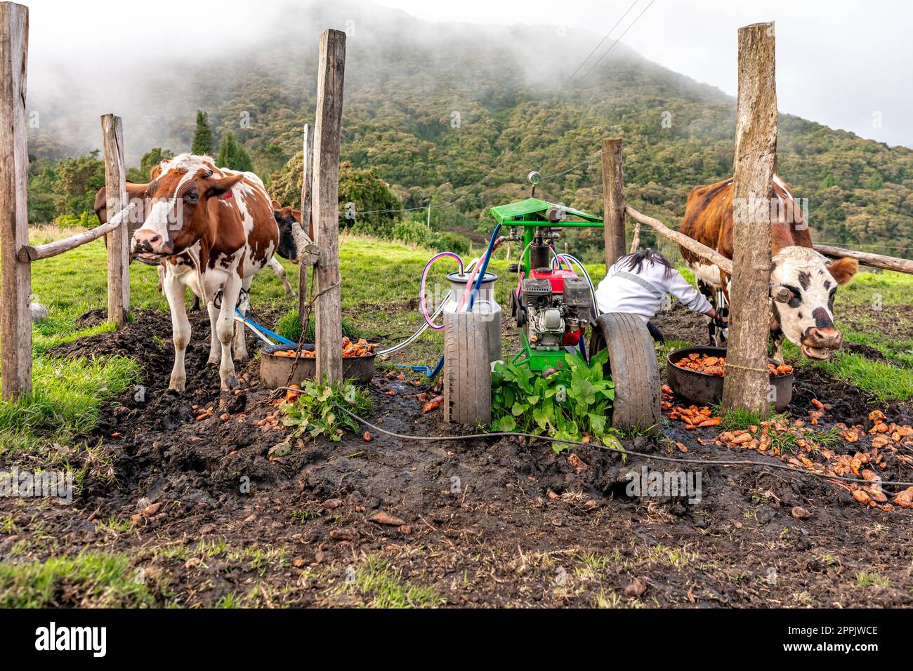 Automatic cow milking machine hi-res stock photography and images - Alamy