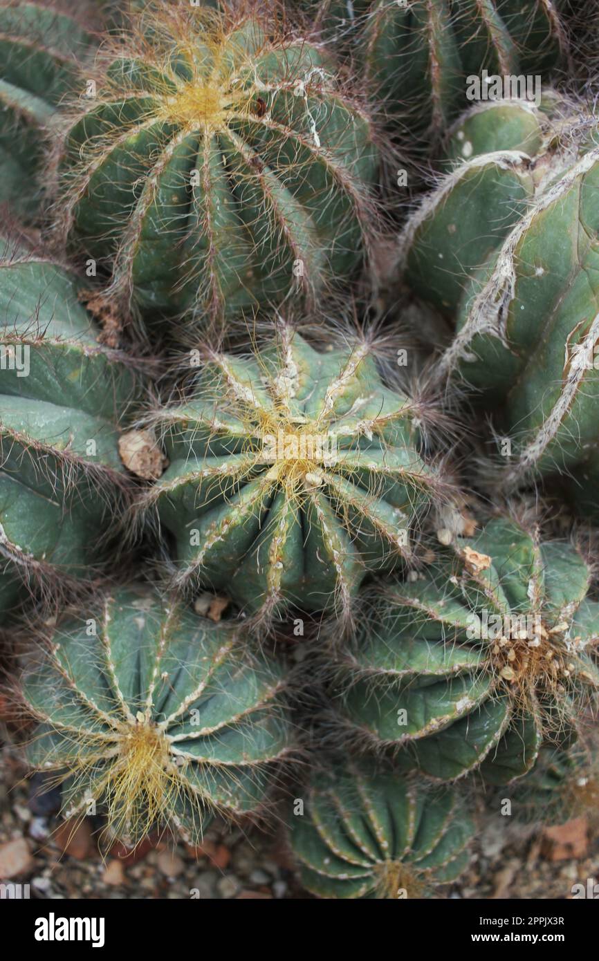 Desert plants growing in the morning garden Stock Photo - Alamy