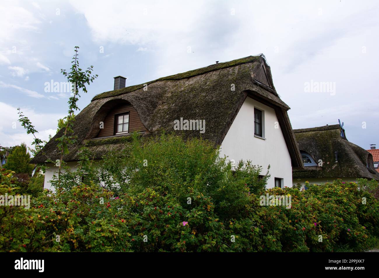 House with thatched roof and a green hedge Stock Photo - Alamy